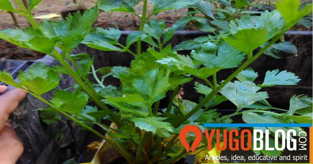 Budidaya Seledri Dalam Pot Untuk Pekarangan - Blog Seputar Pertanian