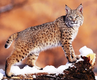 Lynx: description, location and interesting facts