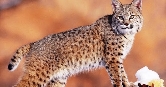 Lynx: description, location and interesting facts