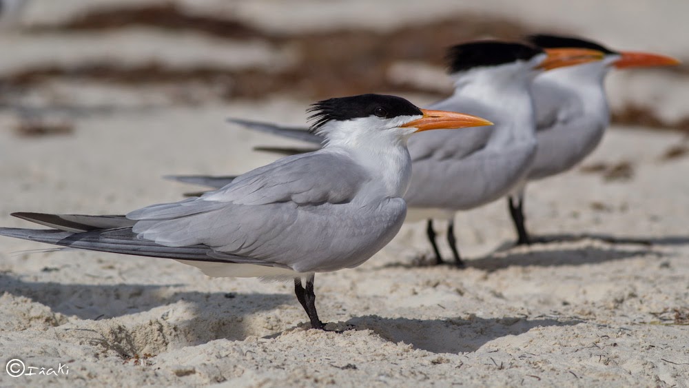 Nosoloaves - Aves del mundo (Birds of the world): El lío de los ...