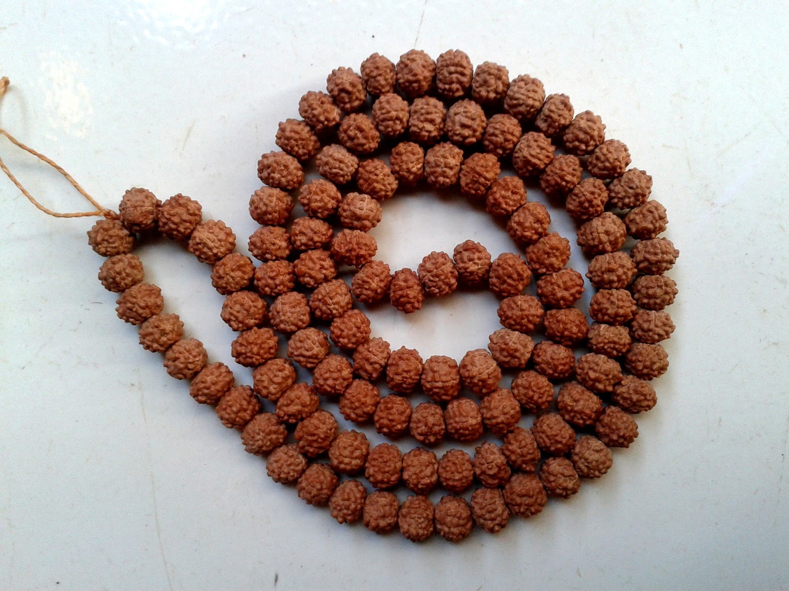 Rudraksha Cilacap: Kalung Jenitri (Elaeocarpus ganitrus) Harga Hemat
