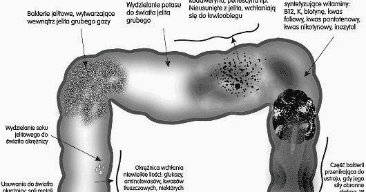 UZDROWICIELE BIOTERAPIA AKUPRESURA ZIOŁOLECZNICTWO EGZORCYZMY ...
