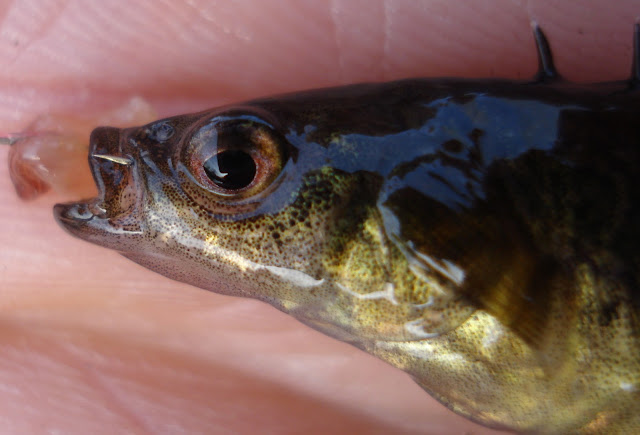 Ben Cantrell's fish species blog: Brook trout and brook stickleback ...