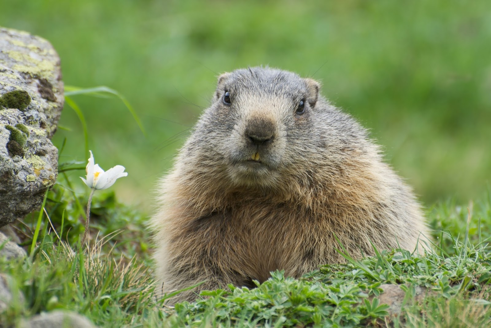 Marmota wallpapers