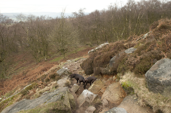 100 Mile Adventure - 2012: Walk 2 - Curbar Gap-White Edge-Froggatt Edge ...