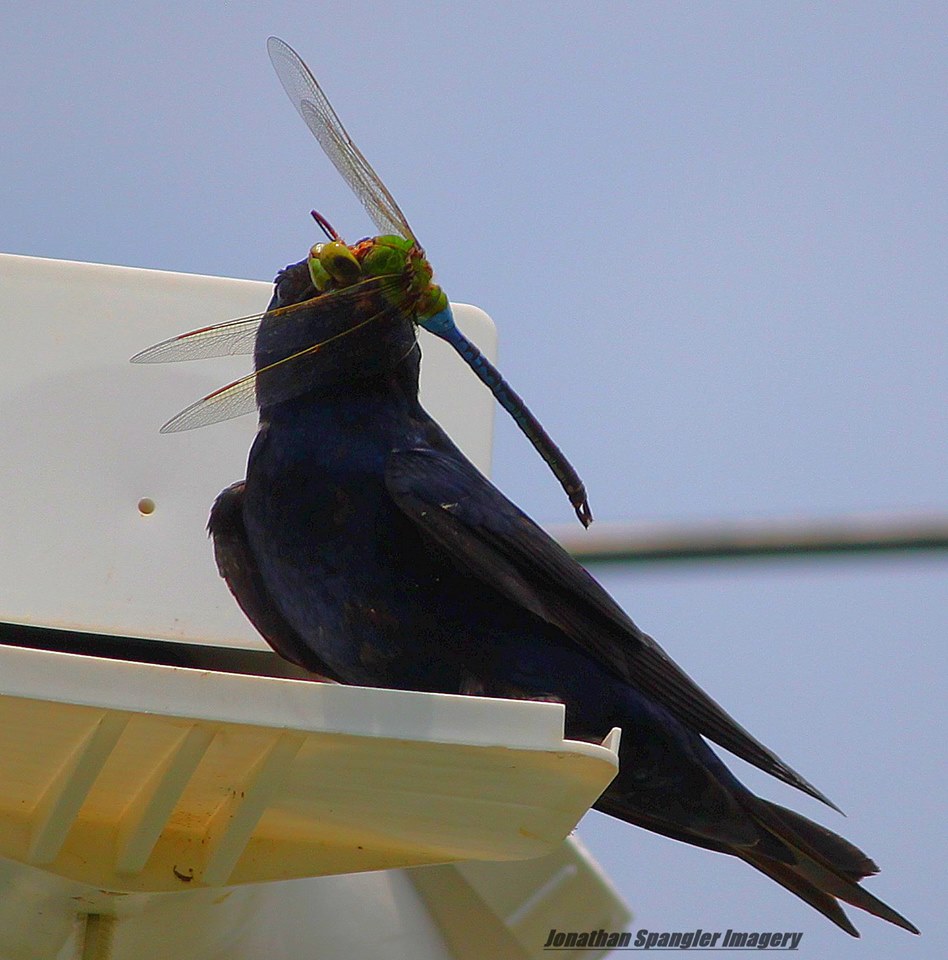 The Birds & The Bees: Purple Martins and The Sounds of Change