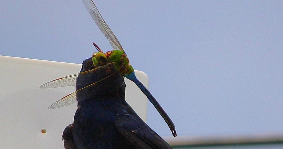 The Birds & The Bees: Purple Martins and The Sounds of Change