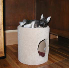 Information For Your Pets: Building a Cardboard Castle for Your Bunny