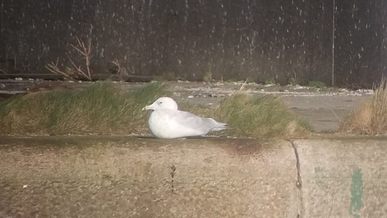 Heysham Bird Observatory 02 15 18 heysham-bird-observatory-02-15-18
