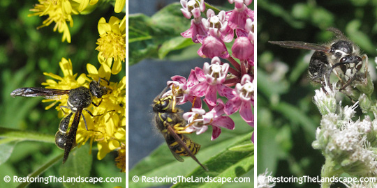 Restoring The Landscape With Native Plants: Insect Diversity ...