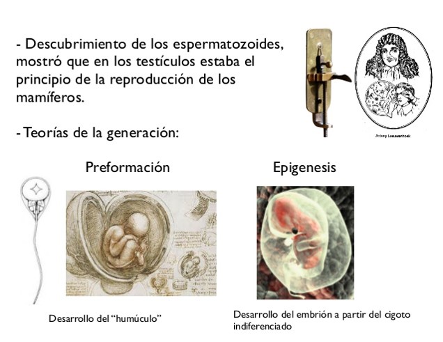 Histo- Embriología: N°1 BIOLOGIA DEL DESARROLLO, DIFERENCIACIÓN Y ...