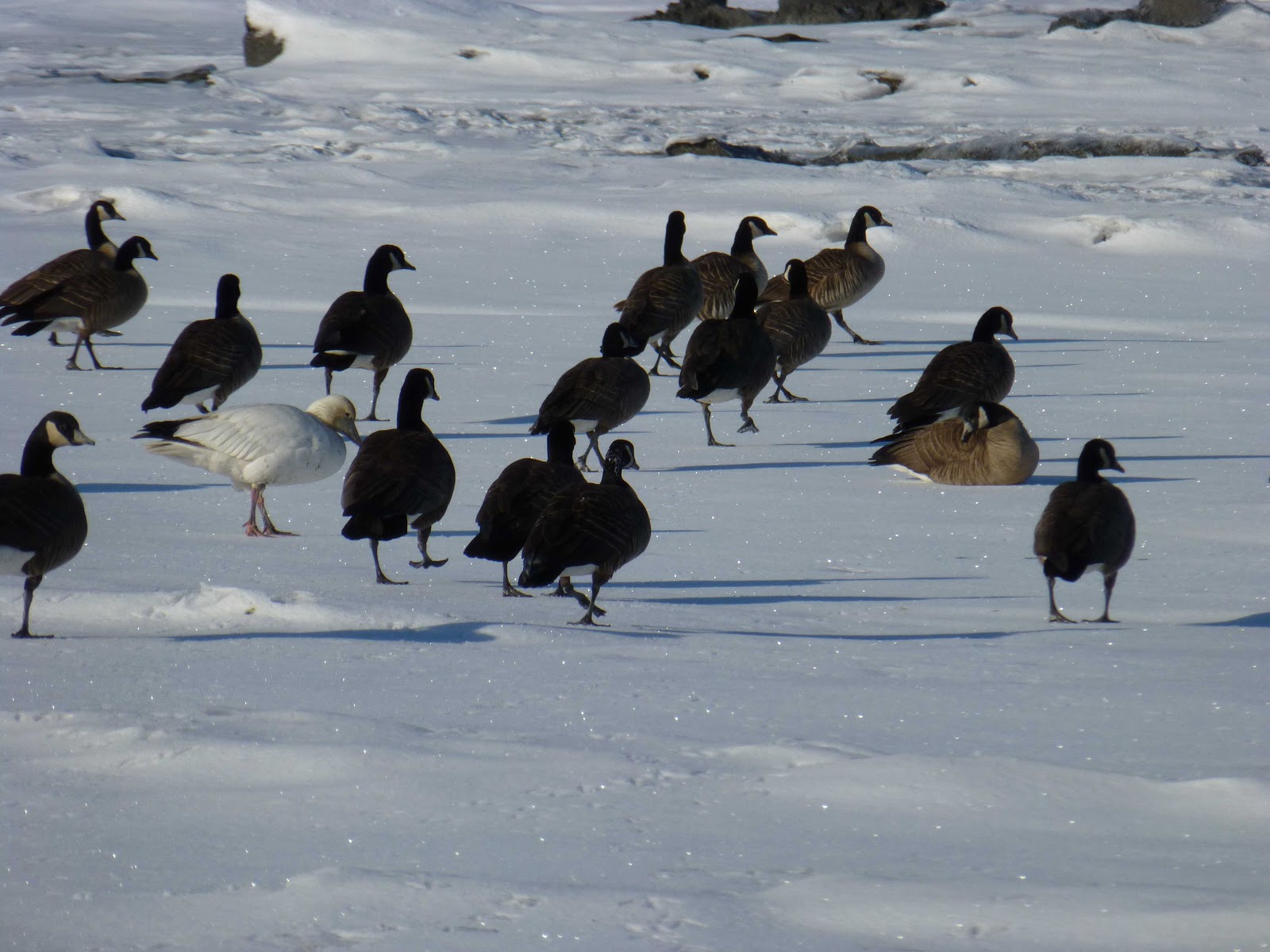 Alaska Adventures by Trond: Anchorage State Coastal Wildlife Refuge ...