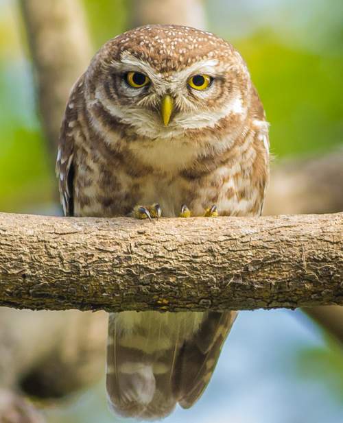Spotted owlet | Birds of India | Bird World