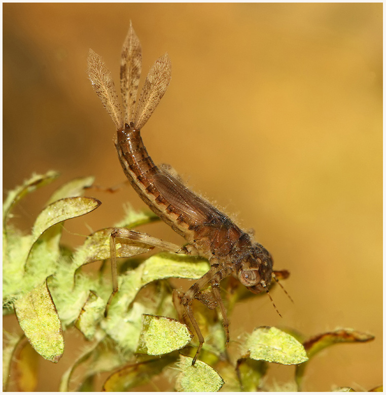 Kent Dragonflies: Large Red Damselfly Nymph