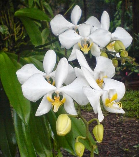 Bunga Anggrek dan Jenis-jenisnya - Koleksi Bunga