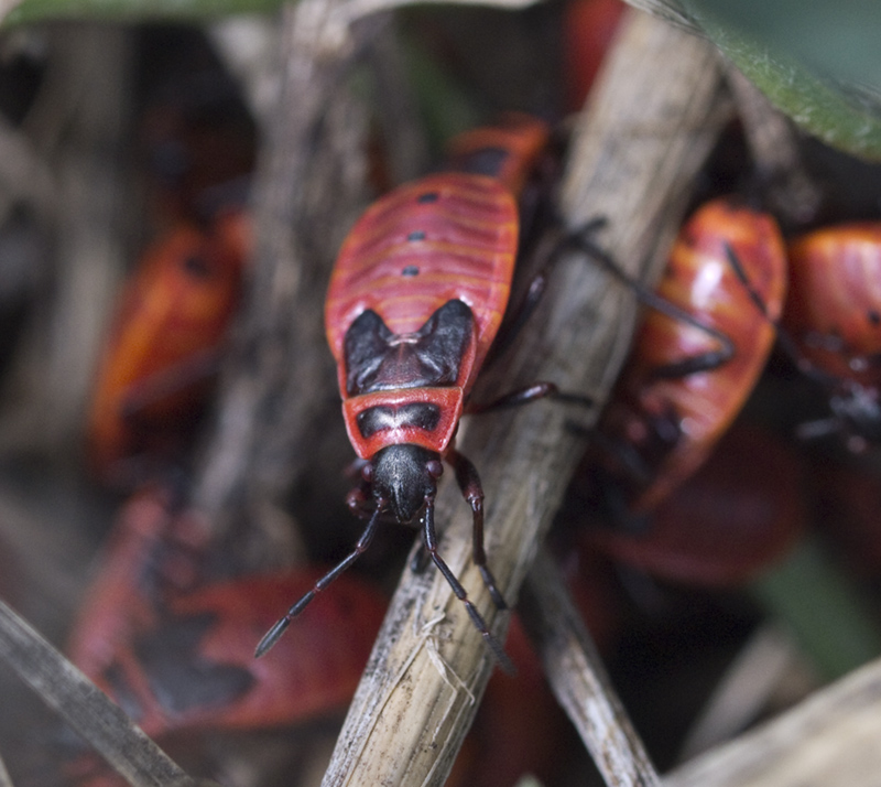 Paseos por la naturaleza: Pyrrhocoris apterus. Chinche roja.