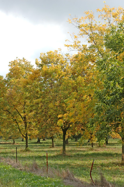 Northern Pecans: The Glory of Fall