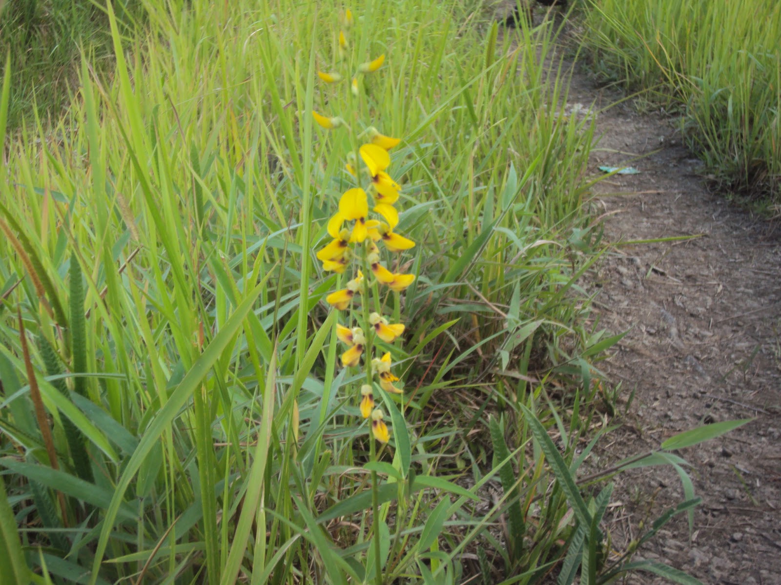 EXPLORE MALAYBALAY CITY: The View from the Famous Two Trees