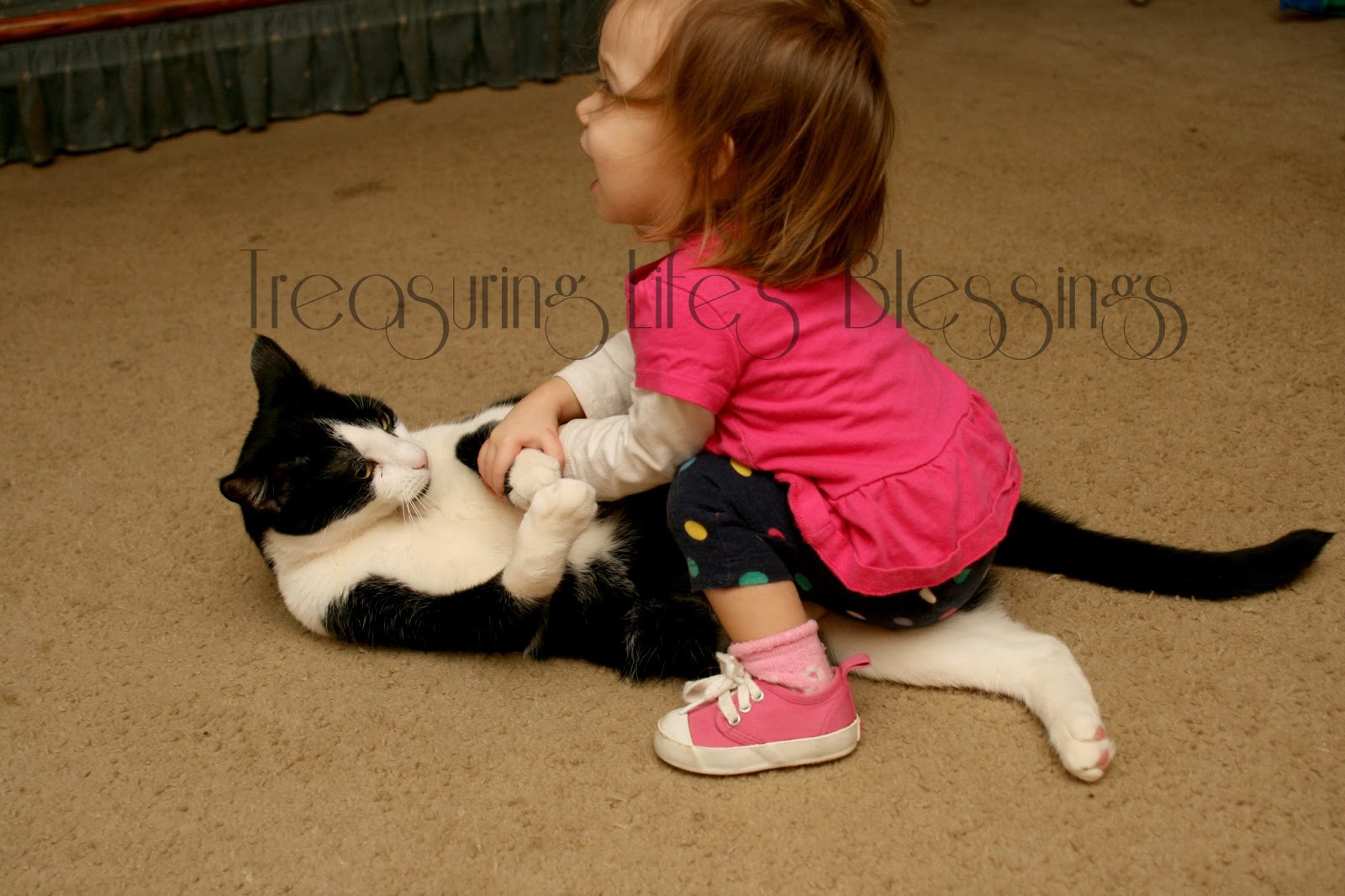 The Cat Wrestler - Treasuring Life's Blessings