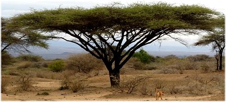 LENNARD'S BONSAI BEGINNINGS.: Defining the Acacia Flat Top Style