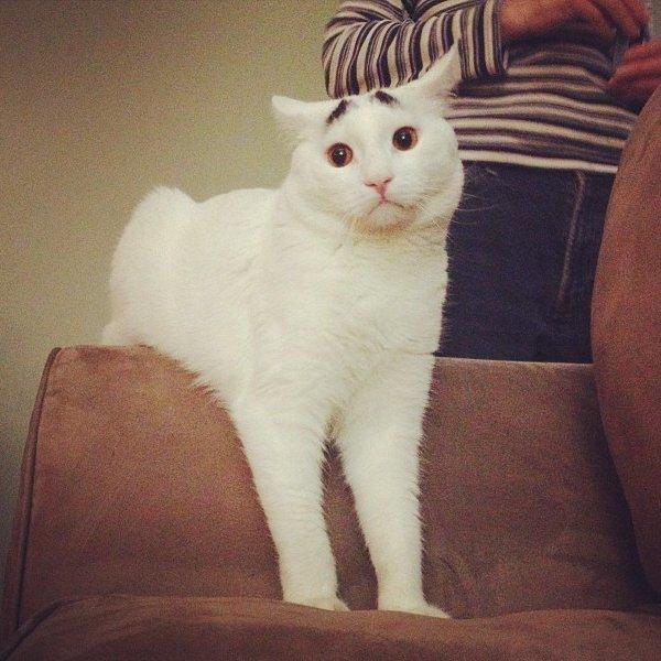Meet Sam, the cat with eyebrows (20 pics) | Amazing Creatures