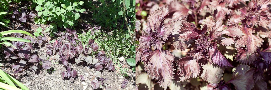 FOODjimoto: Spam Musubi with Shiso