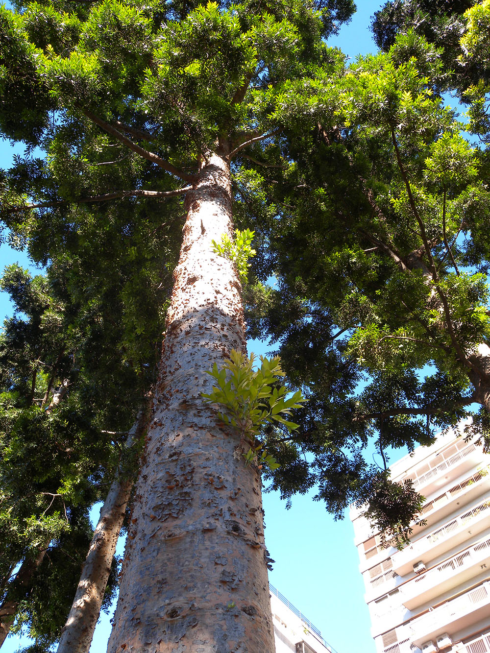 Sugerentes orquídeas: Avistamiento de Árboles