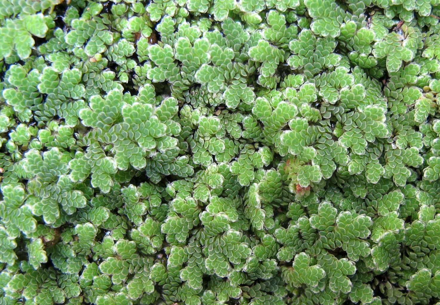 FLORA NEL SALENTO e.. anche altrove: Azolla filiculoides Lam ...