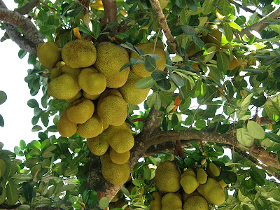 We love Our Bangladesh: Jackfruit (Kathal) -National Fruit of Bangladesh