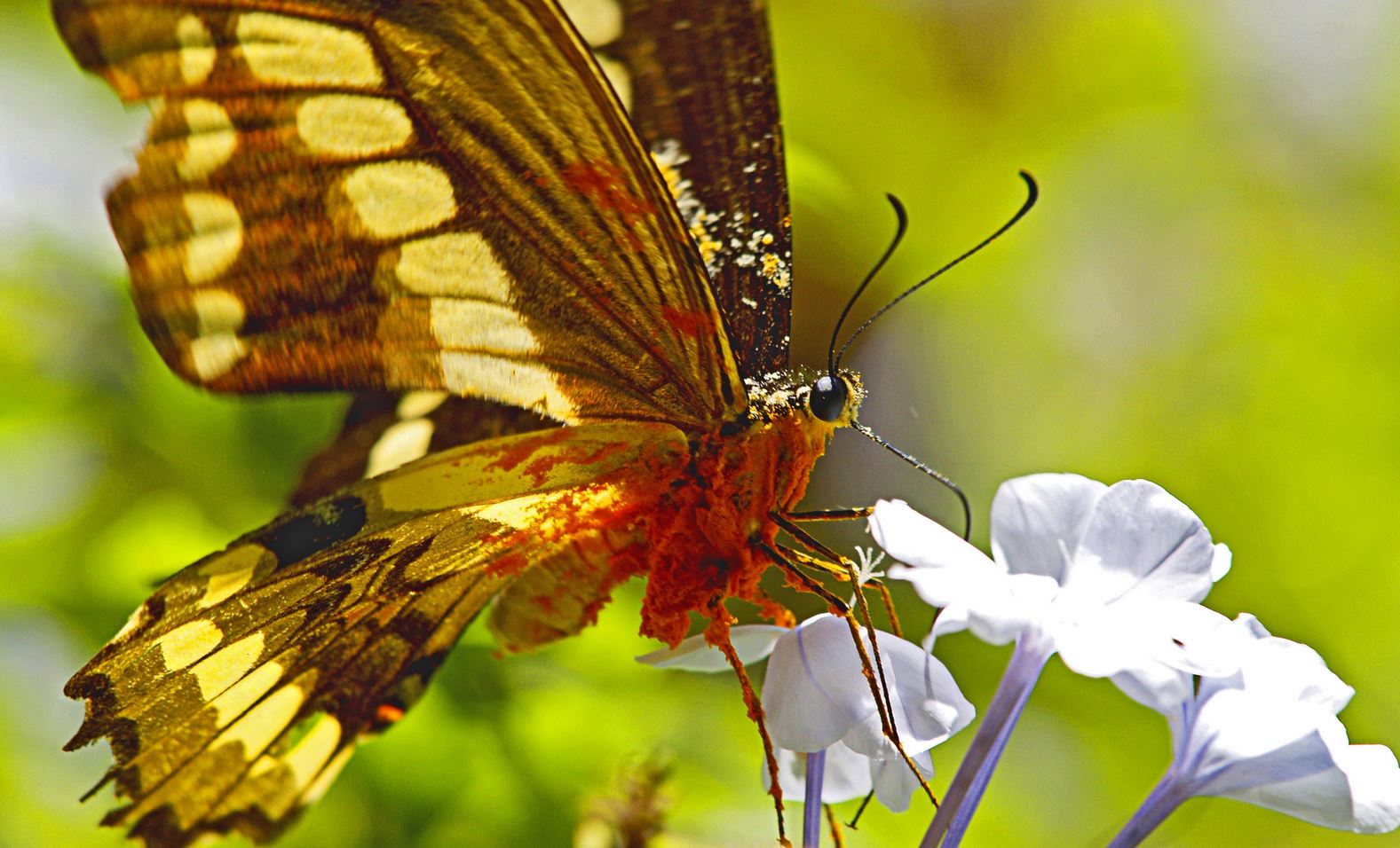 Ilmaisia kuvituskuvia: Perhosia