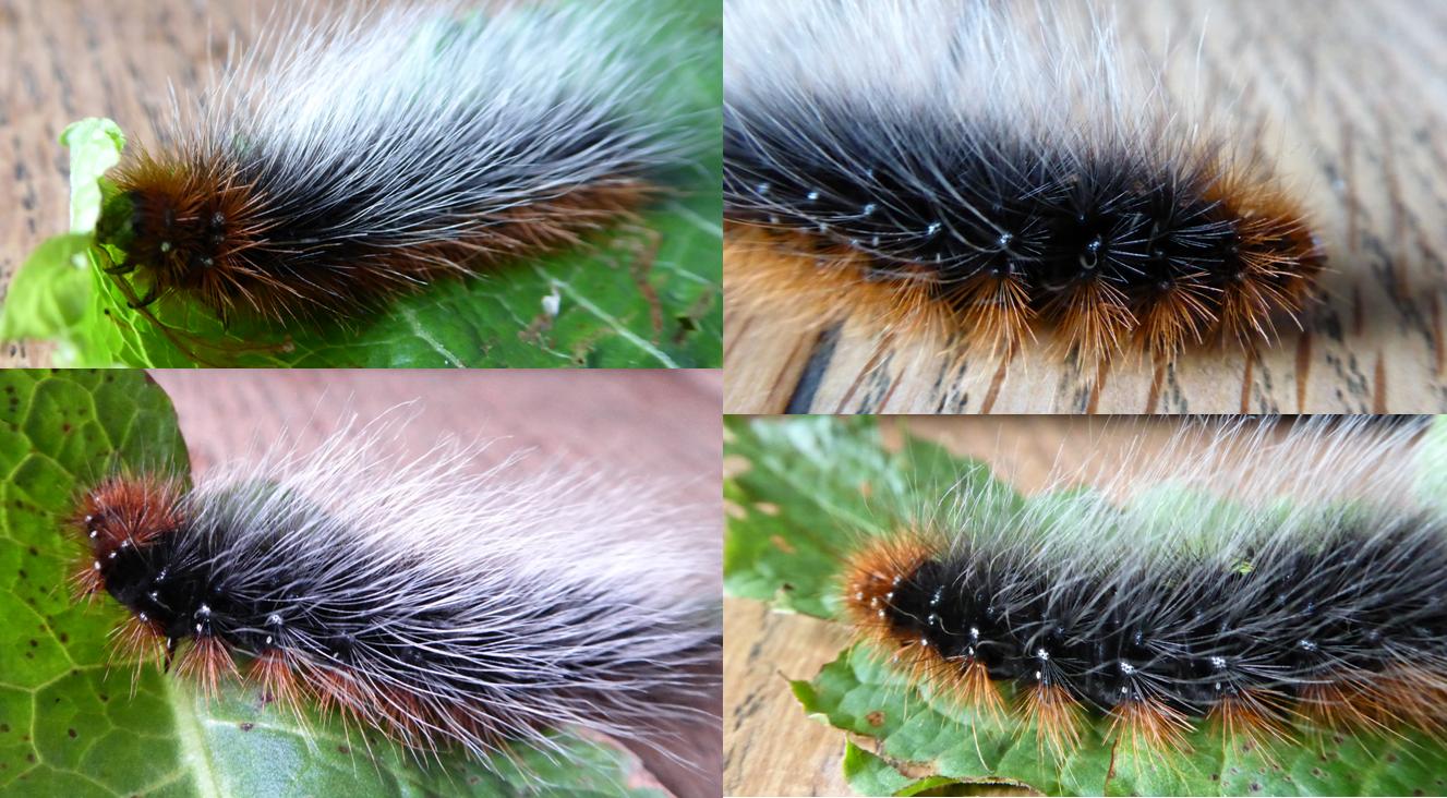 Julia Garner : Garden Tiger Moth caterpillar.