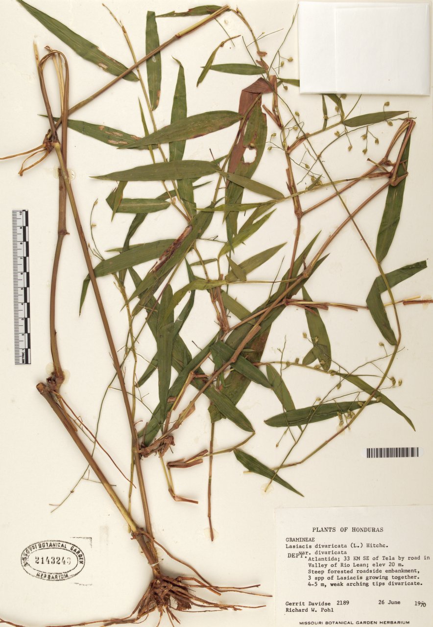 PLANT FAMILIES OF PUERTO RICO AND FLORIDA PAPO VIVES: POACEAE PANICEAE ...