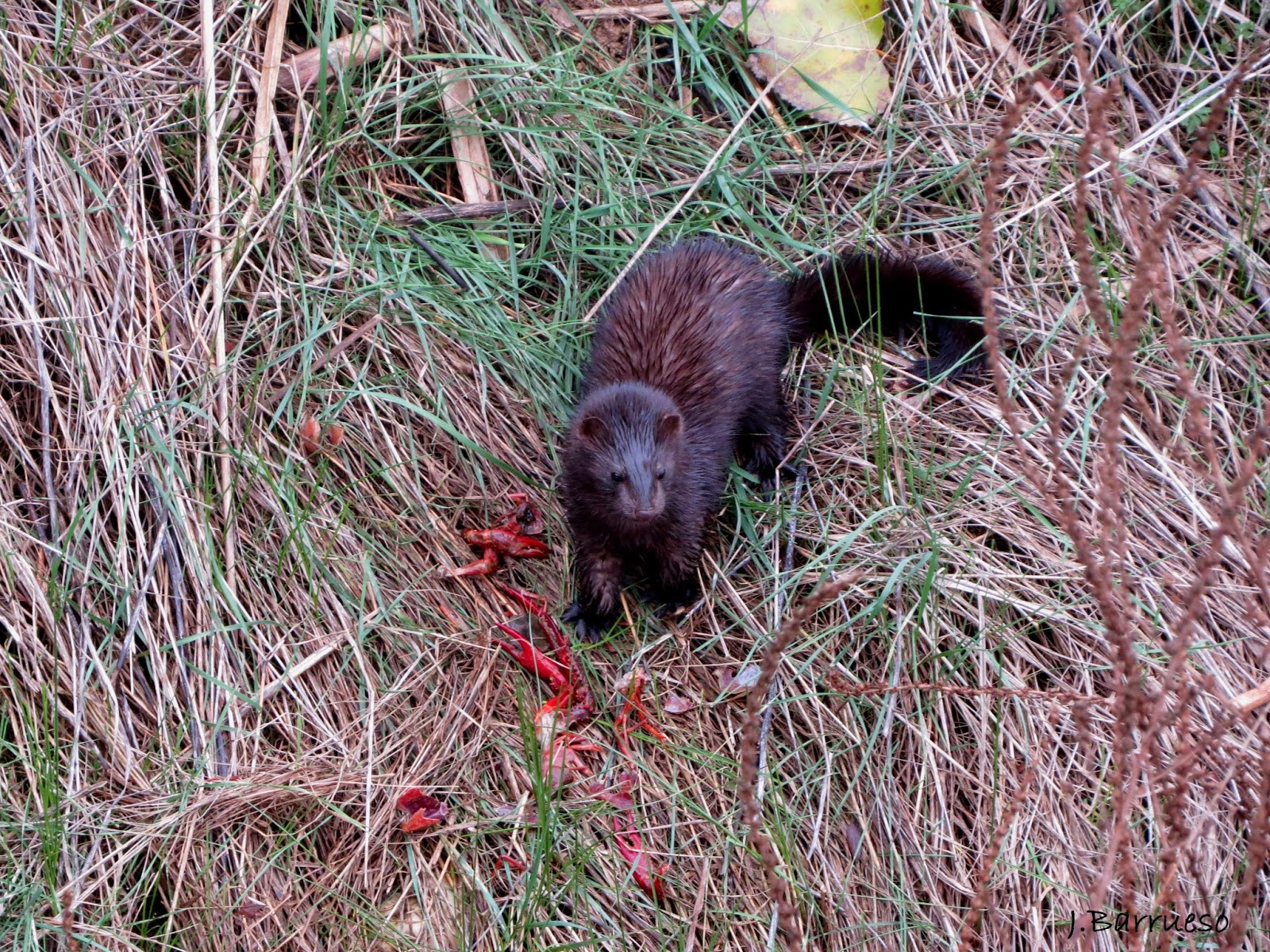 De paseo por la naturaleza: El banquete del visón americano.