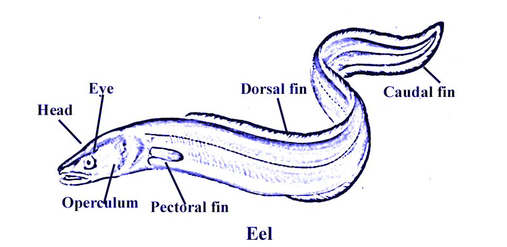 Animal Diversity- II Paper - II B. Sc- I Zoology Paper - II : Class ...