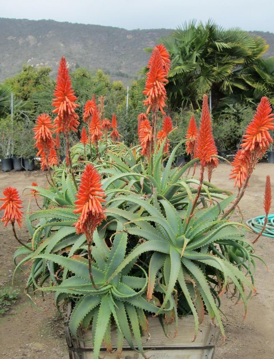 Aloe arborescens «aloe» - Id Plantae