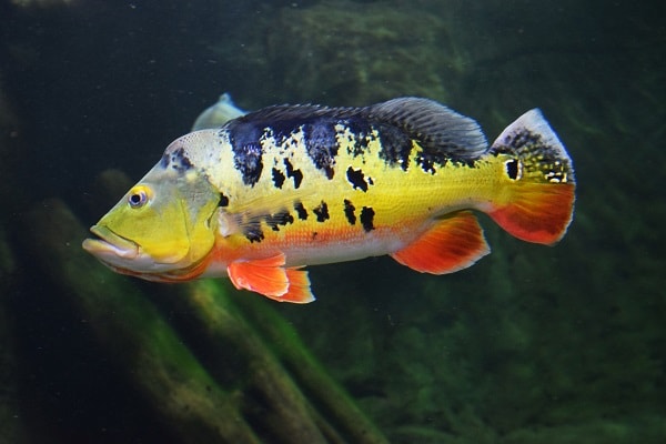 No Mar Profundo: Tucunaré - Cichia spp