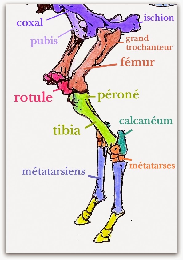 Cheval évasion: Le squelette du cheval