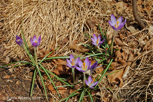 Native Plants with Adams Garden: Native Bulbs