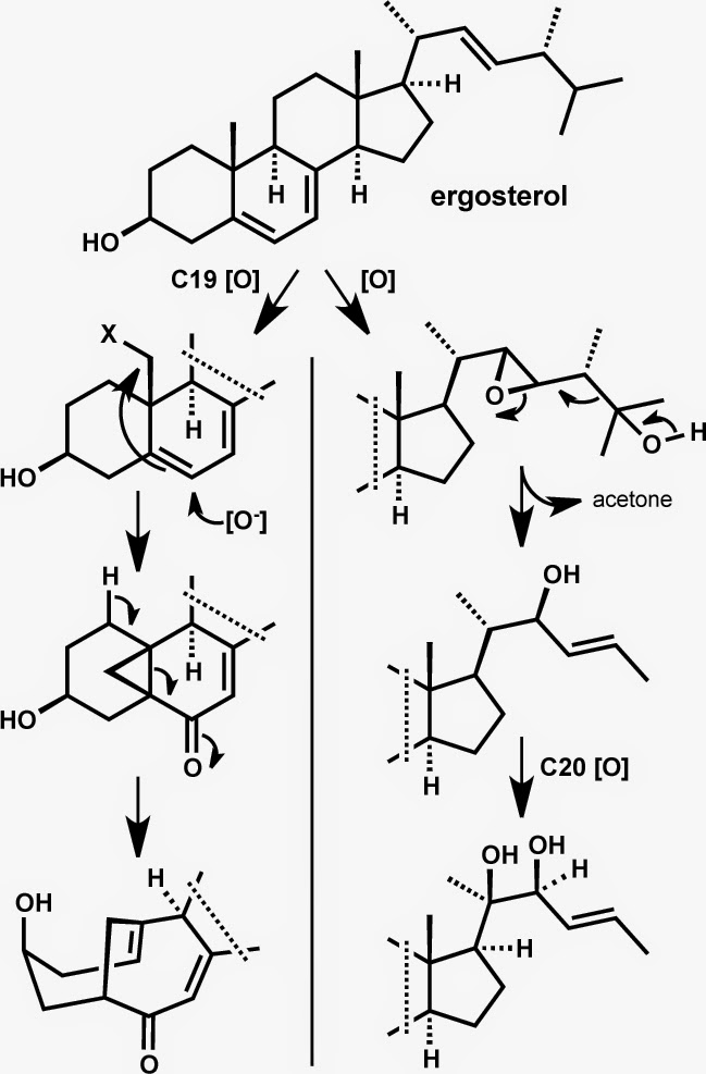 modern steroid science: Approaches to Synthesis of the Cyclocitrinols ...