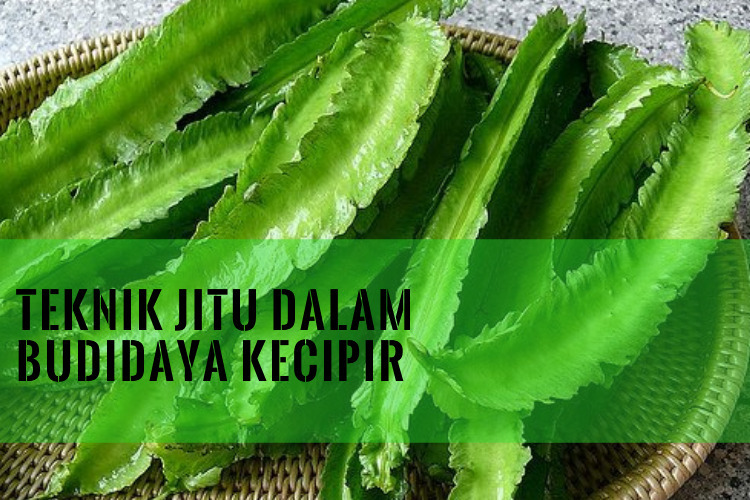 Teknik Jitu Dalam Budidaya Kecipir