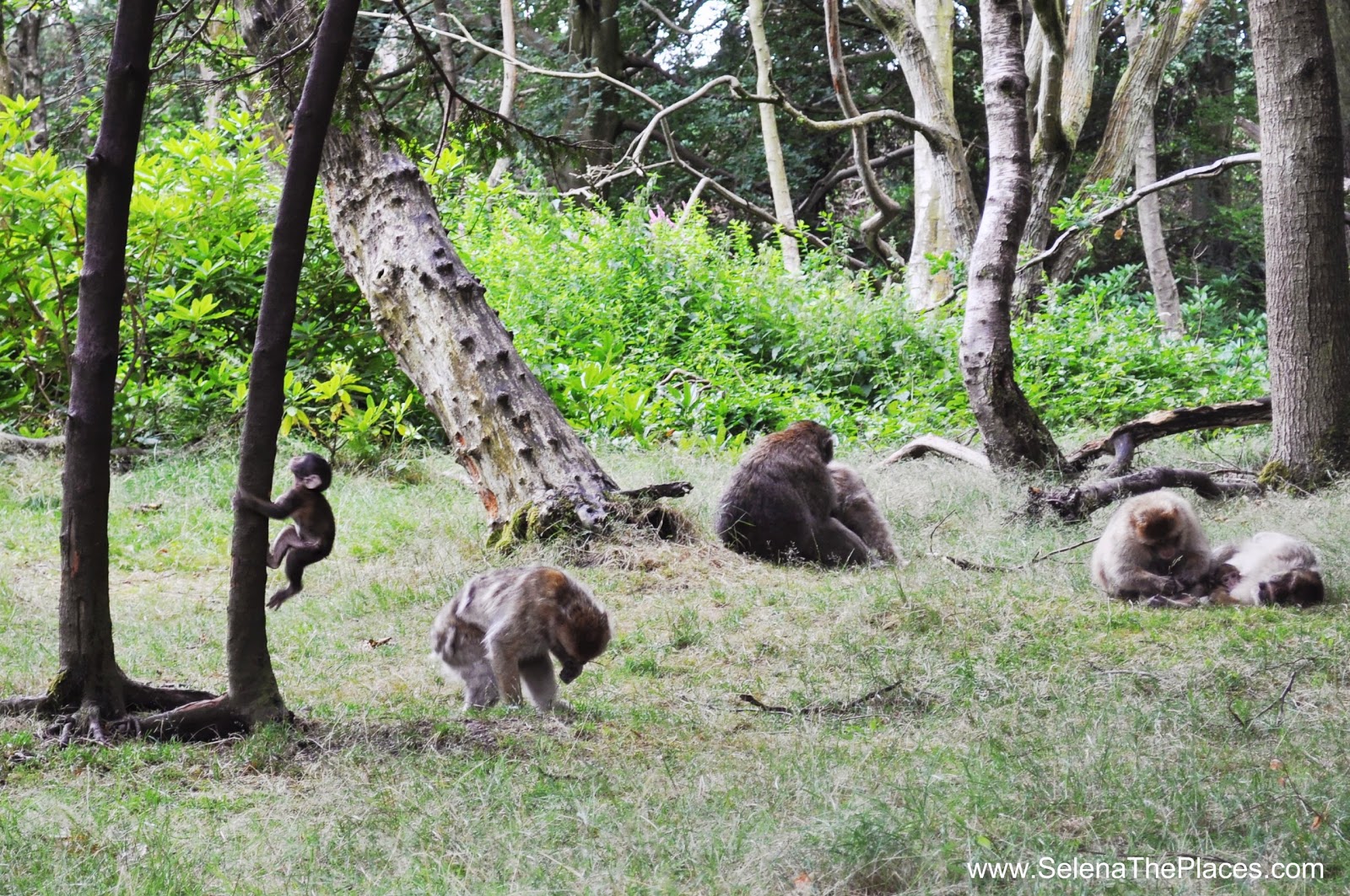 Oh, the places we will go!: Monkey Forest