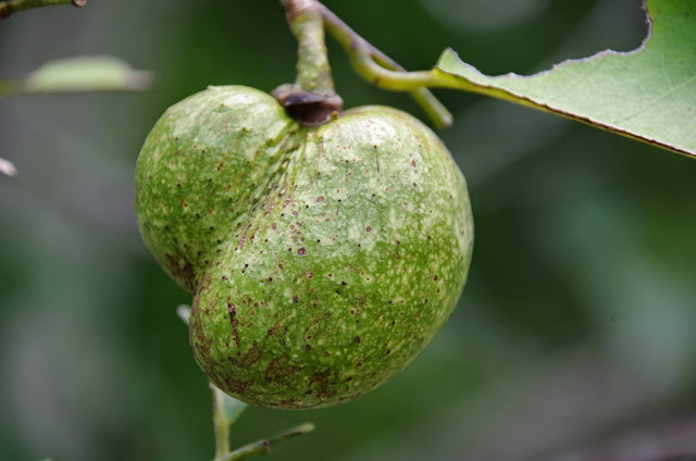 Trees and Plants: Monkey Apple