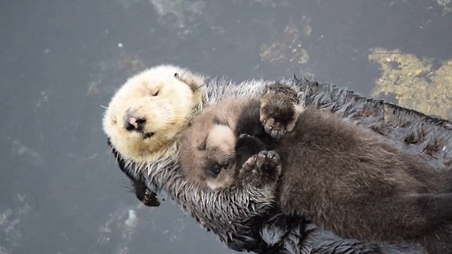 White Sea Otter