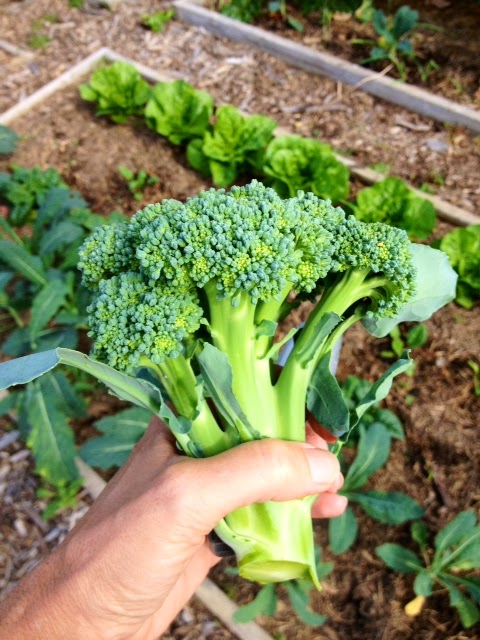 Fall Harvest: Broccoli w/ Raisin Caper Dressing & Burrata!
