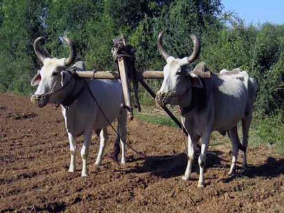 टूट रहा है खेत और बैल का रिश्ता | Satpurahills l सतपुड़ा हिल्स