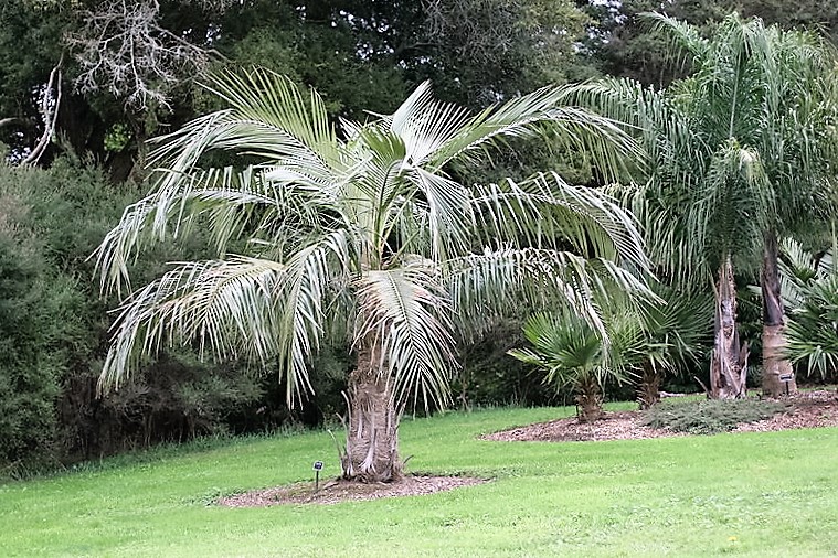 elarbolmiamigo-encinarosa: Parajubaea cocoides / Coco cumbé / Coquito ...