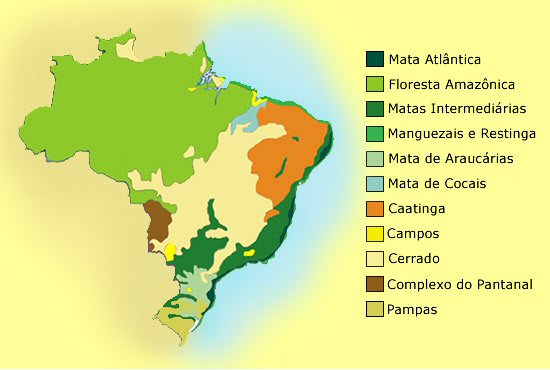 GEOGRAFIA E HISTÓRIA ENVOLVENTE : Tipos de Vegetação do Brasil
