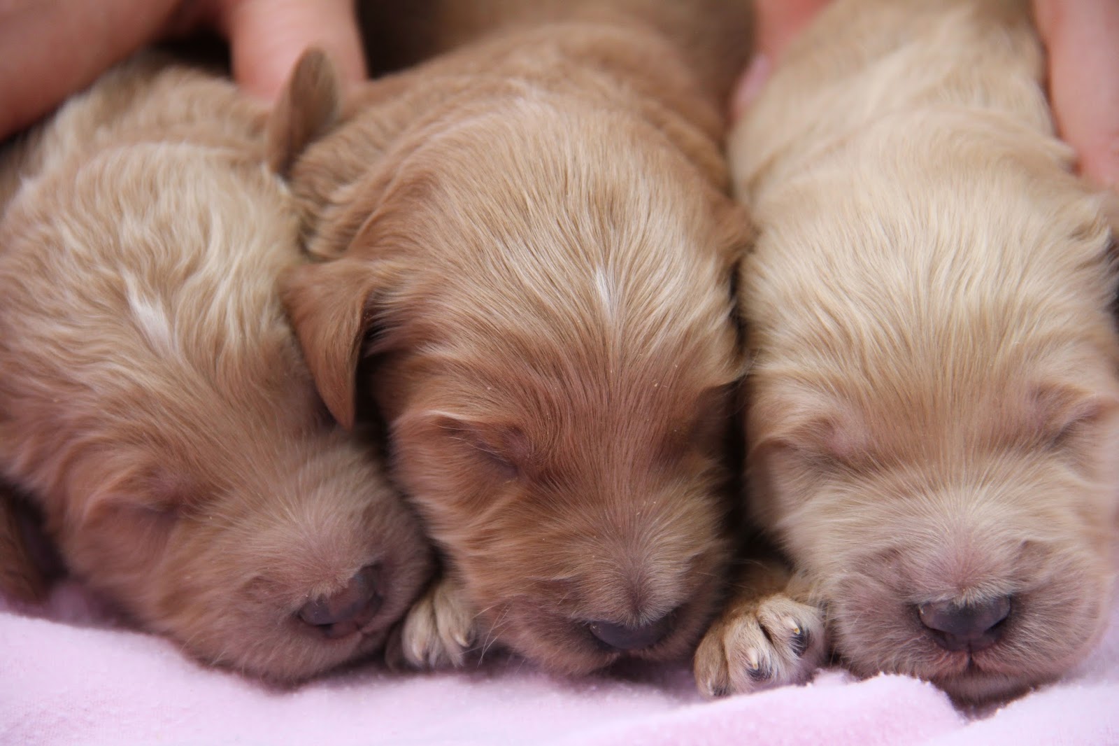 Yesteryear Acres - Doodle Days : Maple Double Doodle Babies!