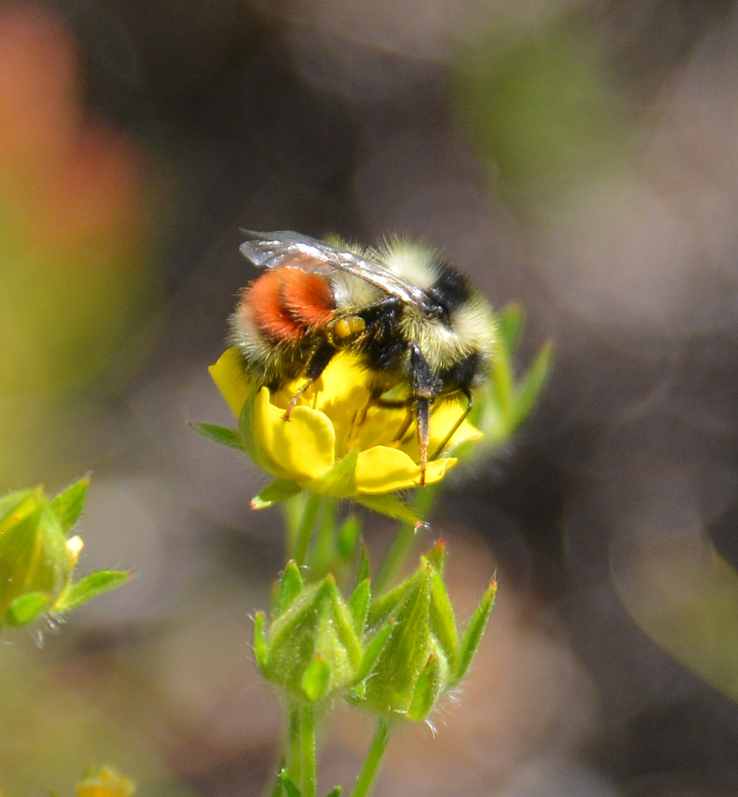 A school of fish: Bee photographs