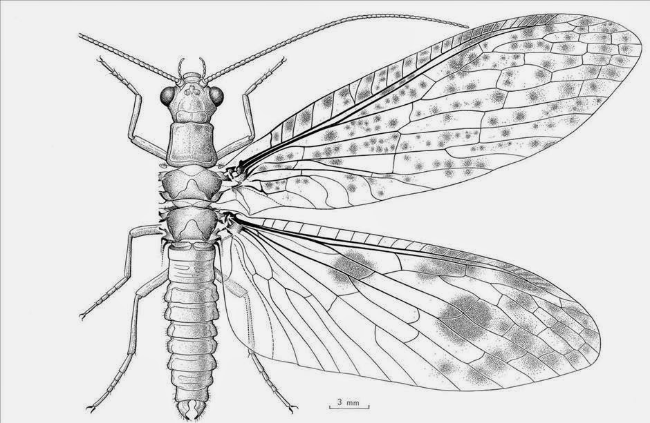 The Nature of Robertson: Dobsonfly - Archichauliodes species.